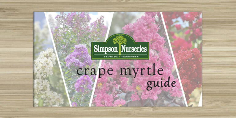 Crape Myrtle Varieties – Simpson Nurseries
